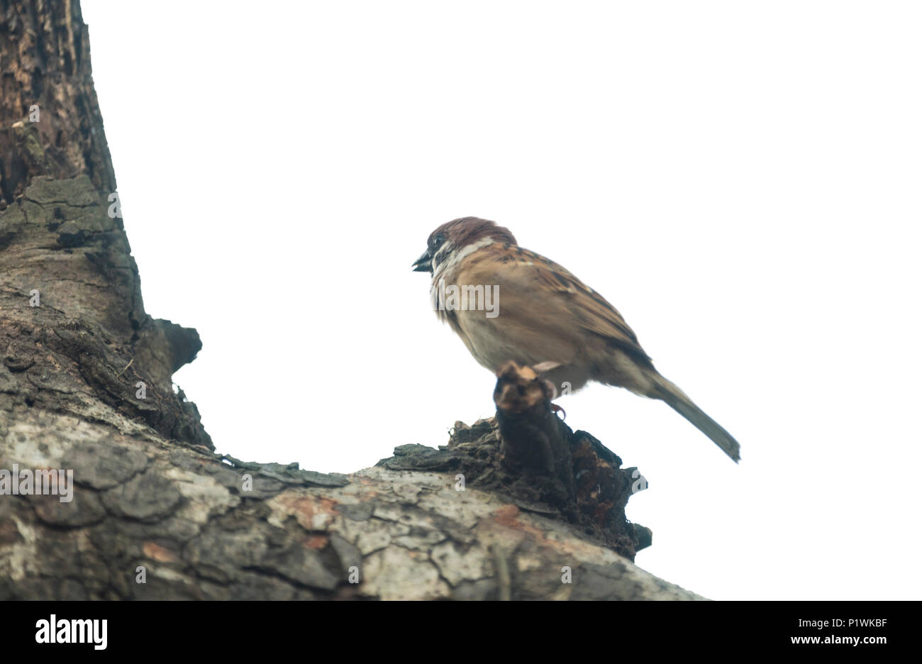 Eurasian Tree Sparrow, Bird isolated on white bank Stock Photo - Alamy