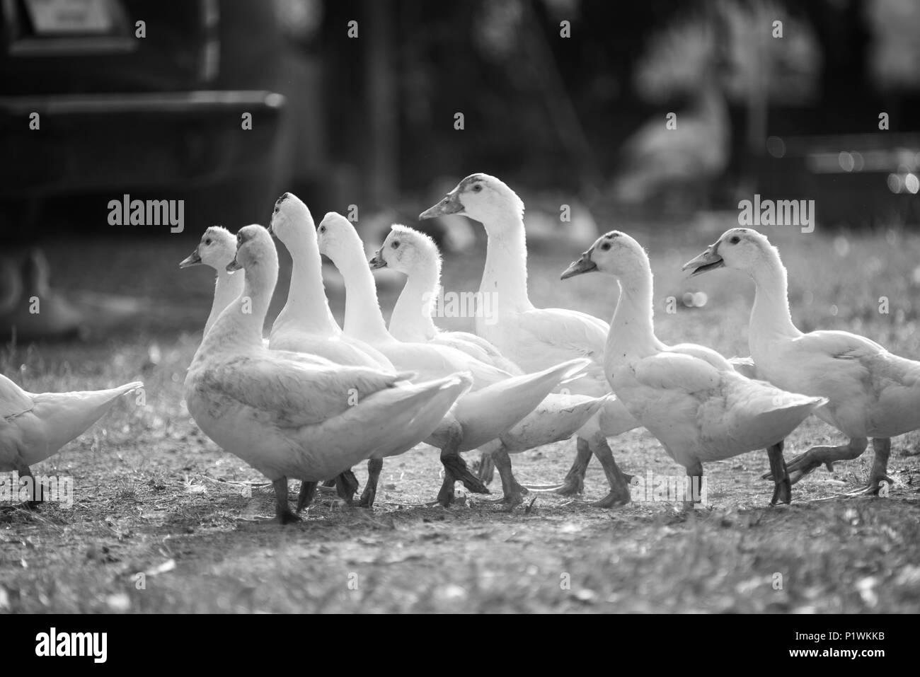 duck in animals farm Stock Photo - Alamy