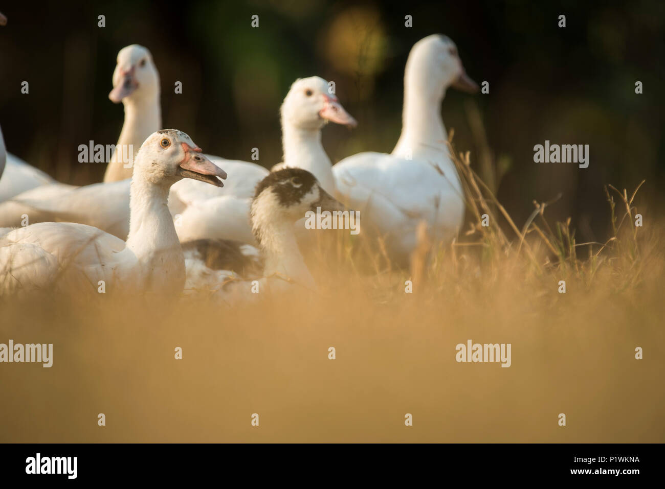 Muscovy ducks eat in poultry hi-res stock photography and images - Alamy