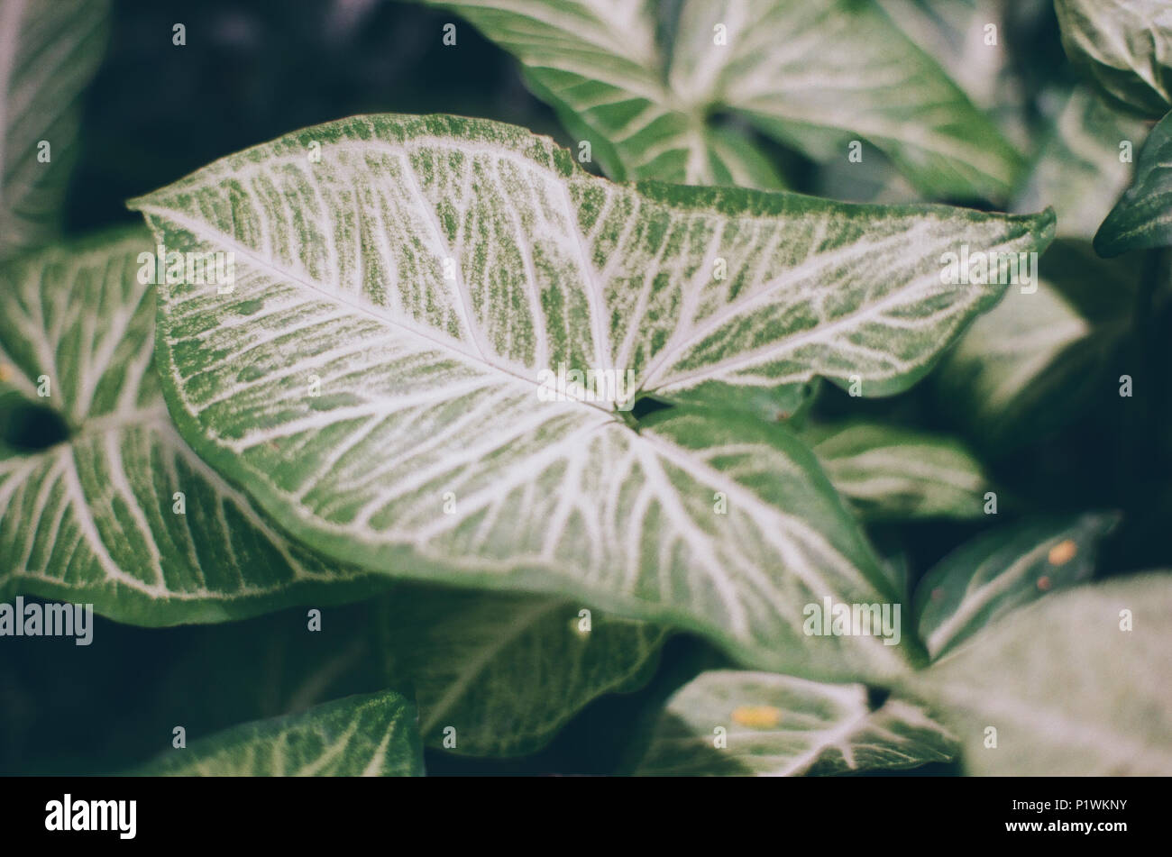 Leave Template High Resolution Stock Photography and Images - Alamy