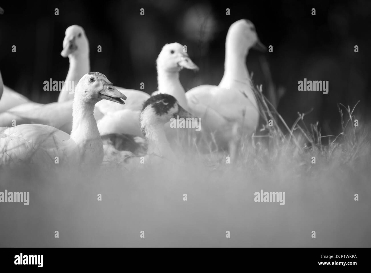 Group of wild ducks Black and White Stock Photos & Images - Alamy