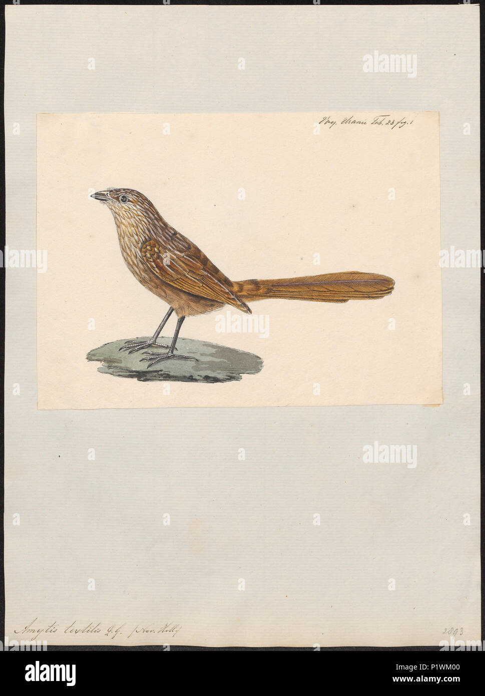 Amytis textilis hi-res stock photography and images - Alamy