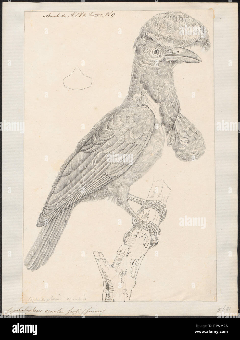55 Cephalopterus ornatus - 1809 - Print - Iconographia Zoologica ...