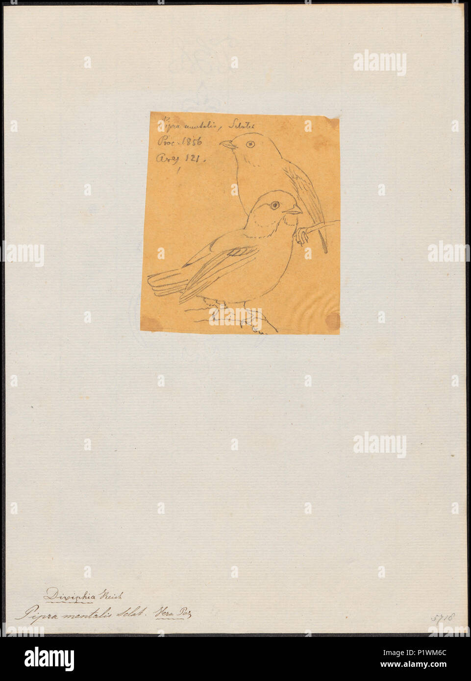 . Pipra mentalis . 1856 225 Pipra mentalis - 1856 - Print ...