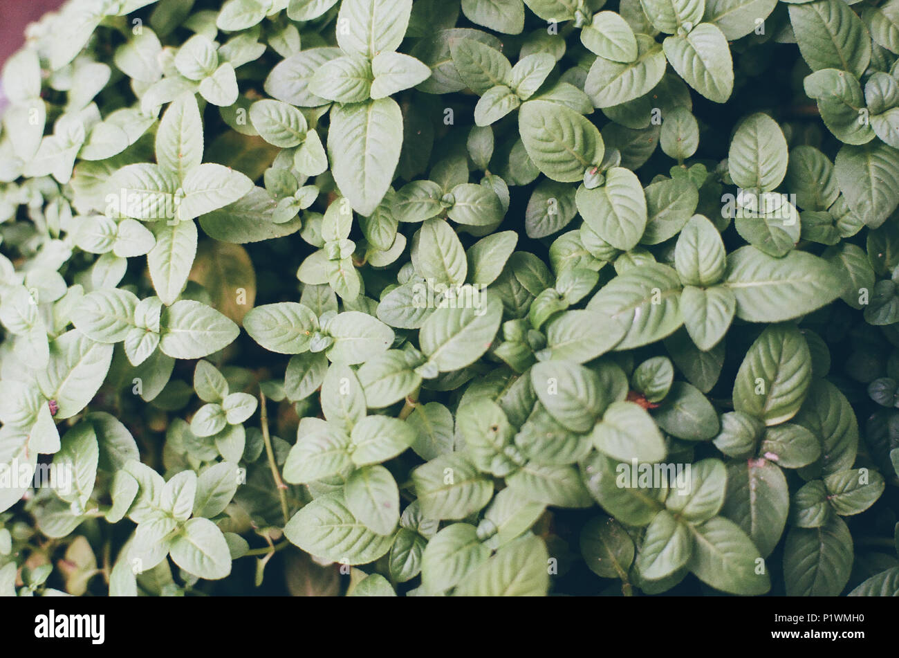 Green Leave Pattern Stock Photo - Alamy