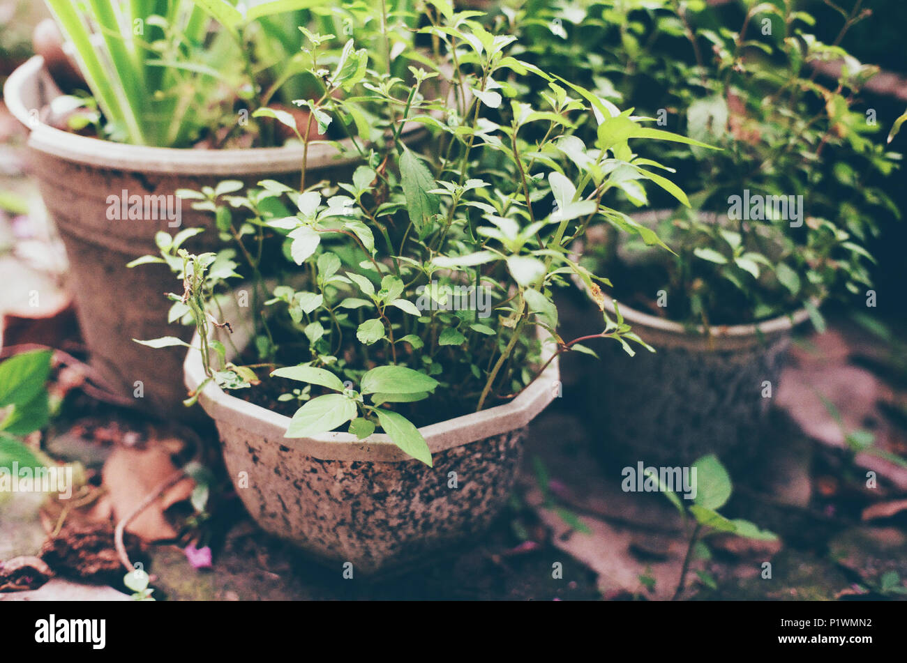 Beautiful Pot tree backyard Stock Photo - Alamy