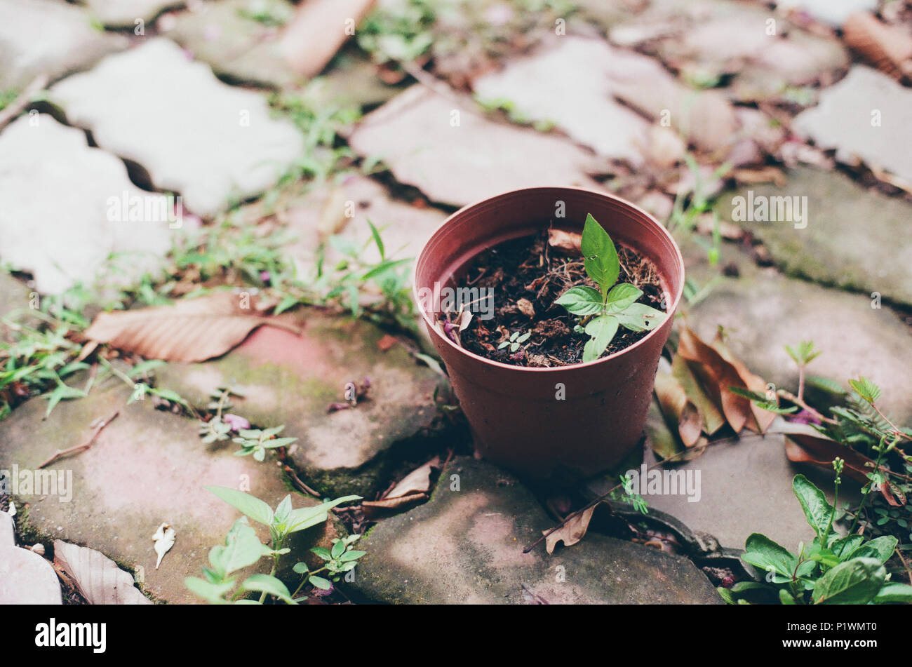 Beautiful Pot tree backyard Stock Photo - Alamy