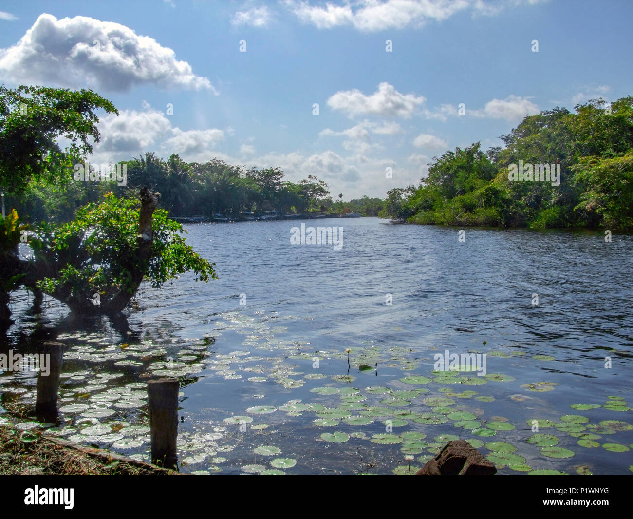 riparian scenery at New River in Belize in Central America Stock Photo ...