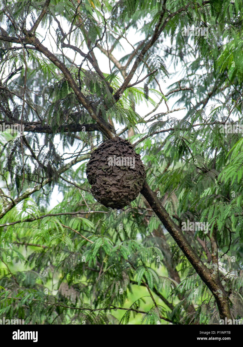 termites nest in a tree seen in Belize in Central America Stock Photo ...