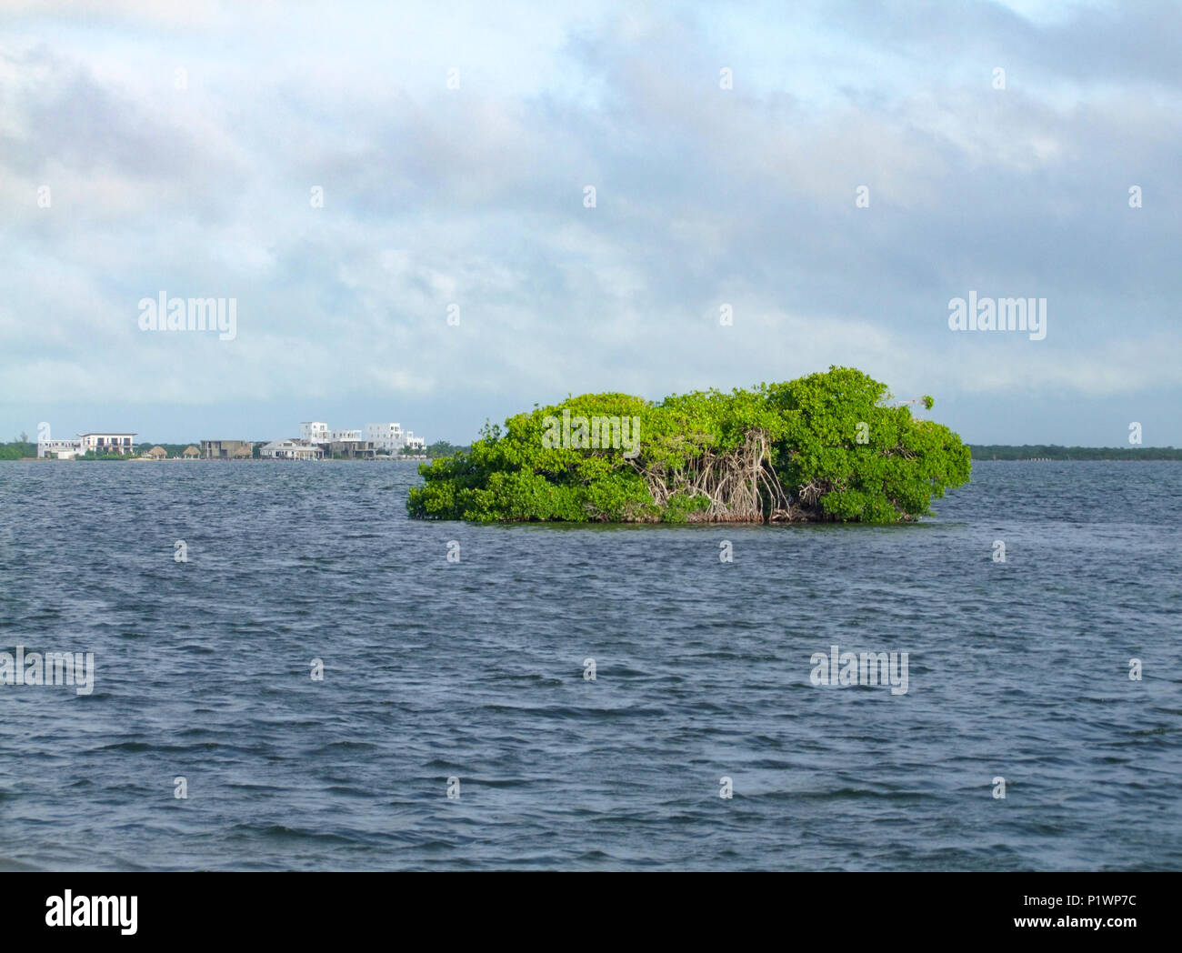 coastal scenery including a angrove island near Belize in Central ...