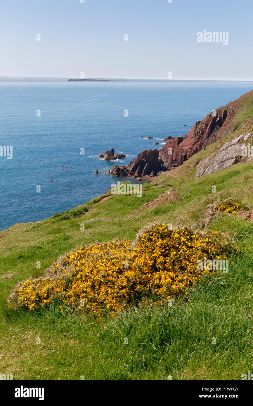 Coastal path view to skokholm island hi-res stock photography and ...