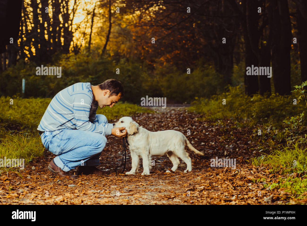Golden retriever dog with owner Stock Photo - Alamy