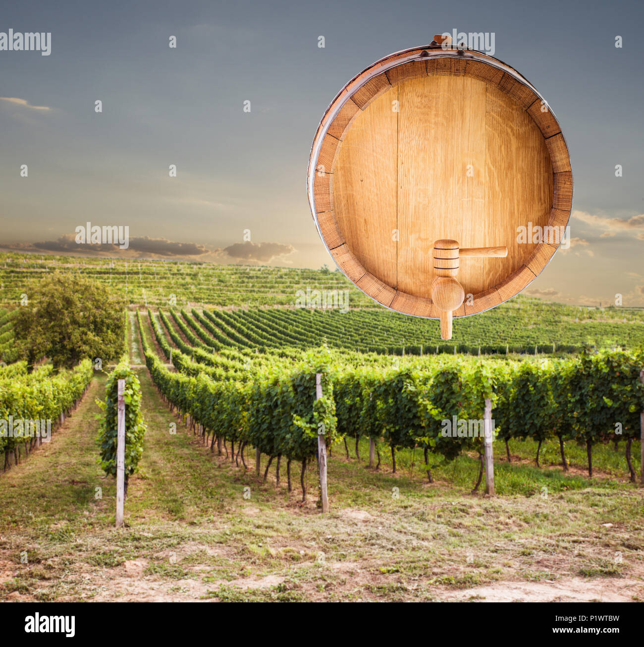 The bottom of a wine barrel on a white background Stock Photo - Alamy