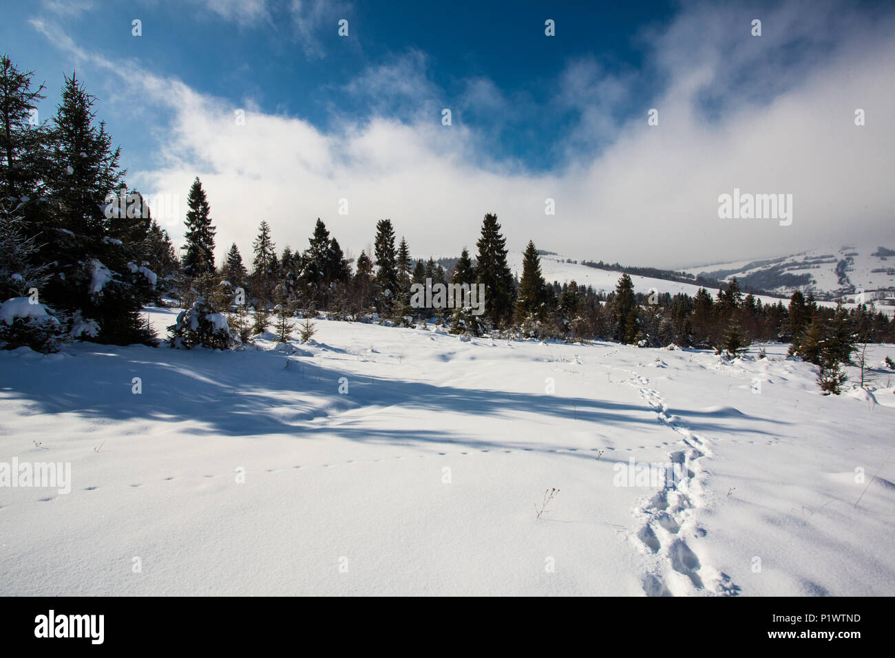 The charming forest in winter Stock Photo - Alamy