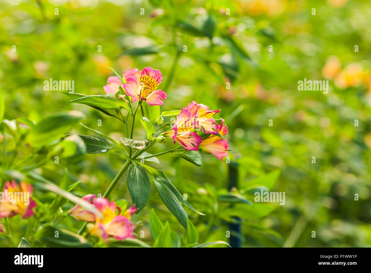 Field with pink alstroemeria flowers i Stock Photo - Alamy