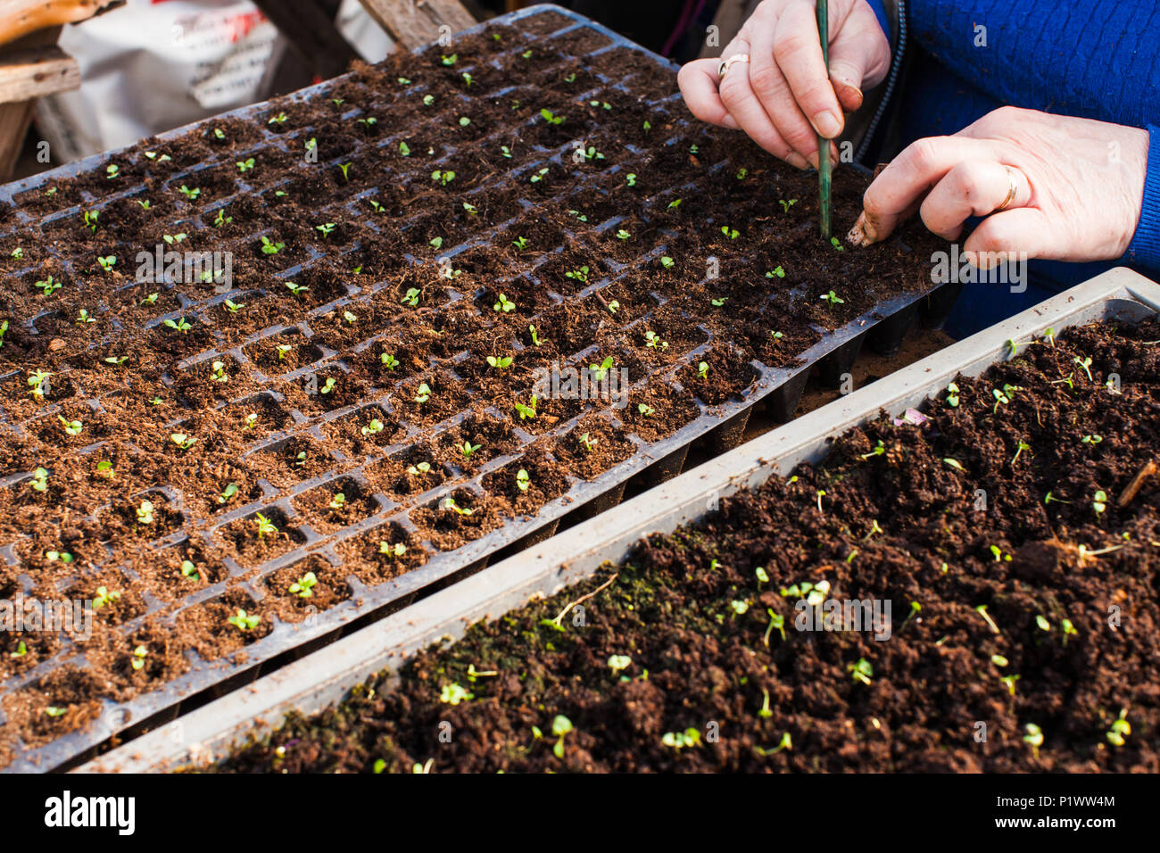 Little sprouts hi-res stock photography and images - Alamy