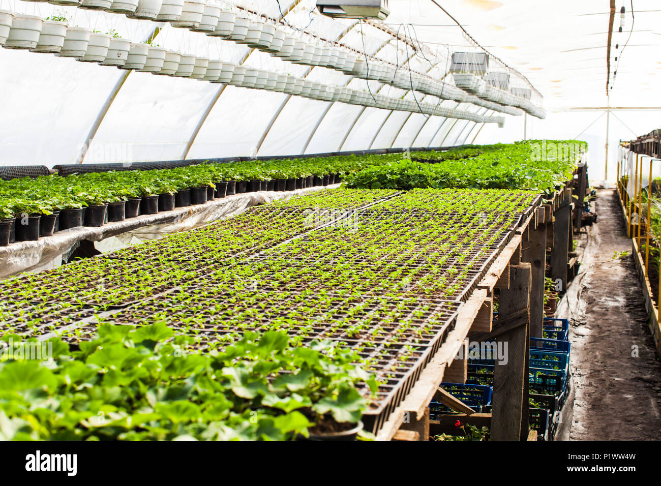 Greenhouse indoor view hi-res stock photography and images - Alamy