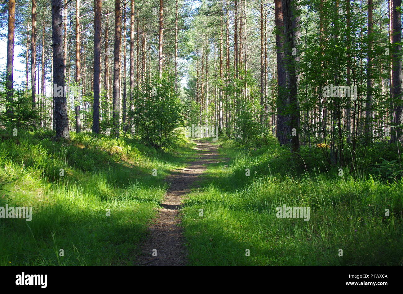 Bike path in the forest hi-res stock photography and images - Alamy