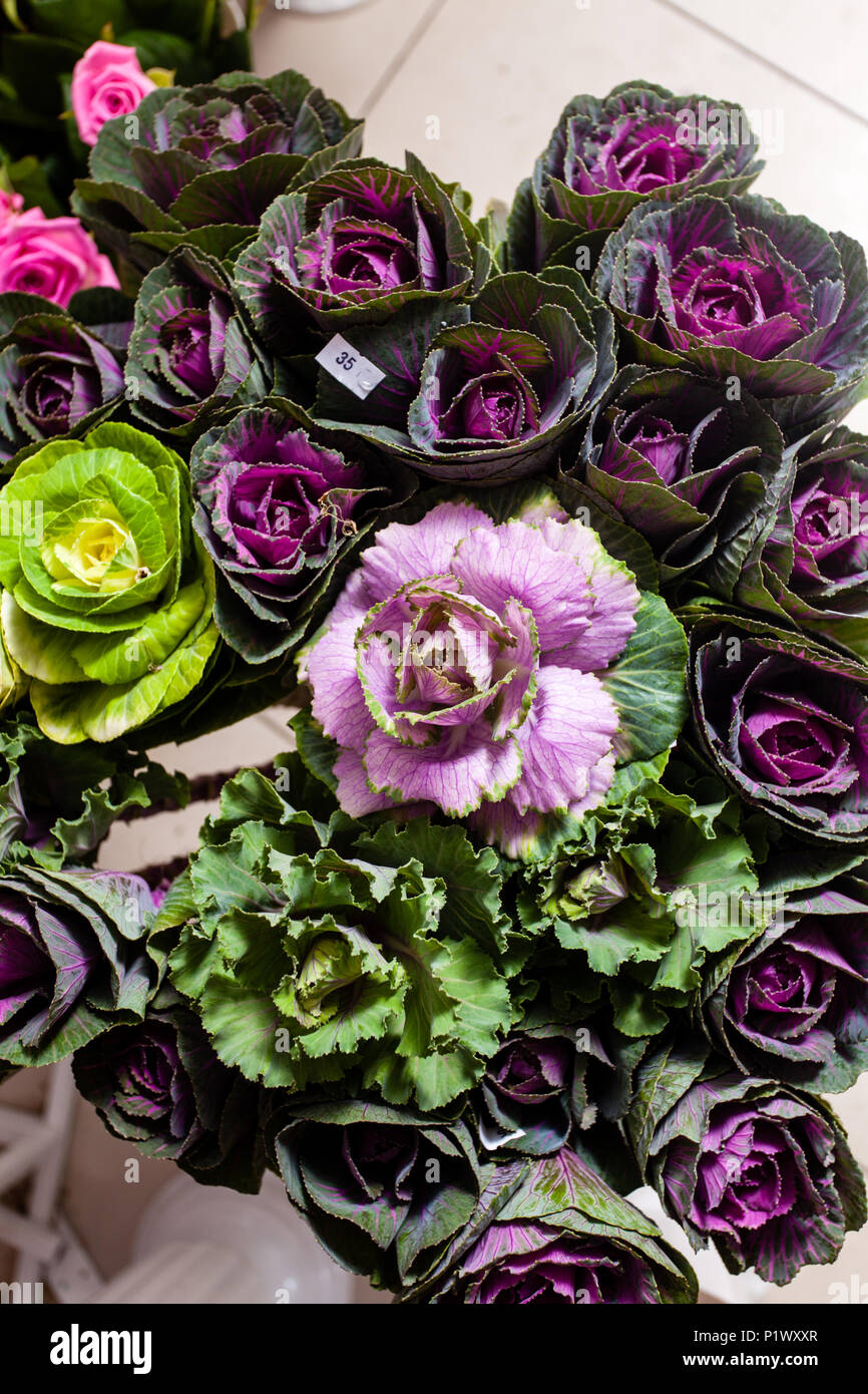 Top view of kale Stock Photo - Alamy