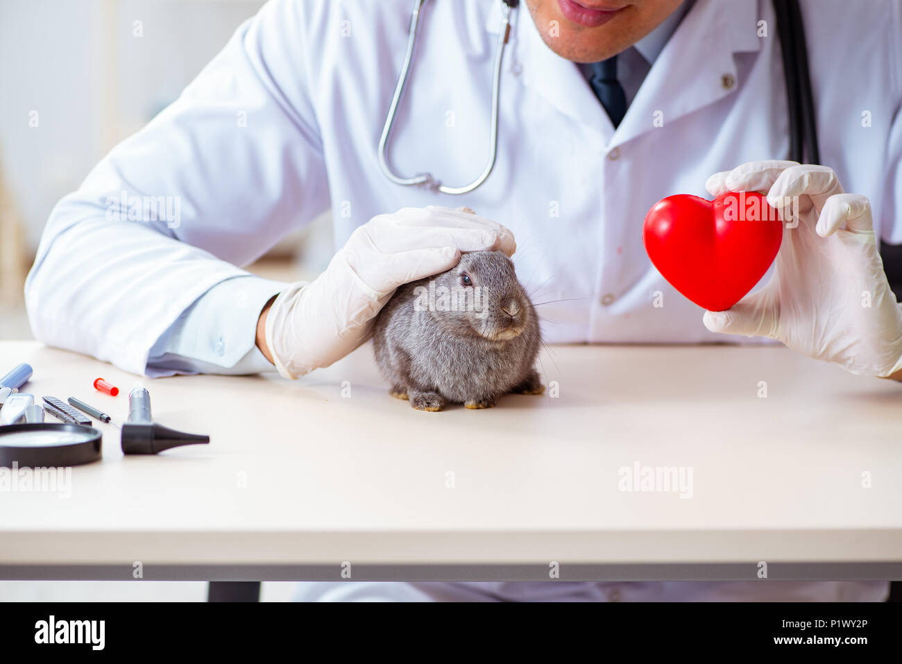 Vet doctor checking up rabbit in his clinic Stock Photo - Alamy