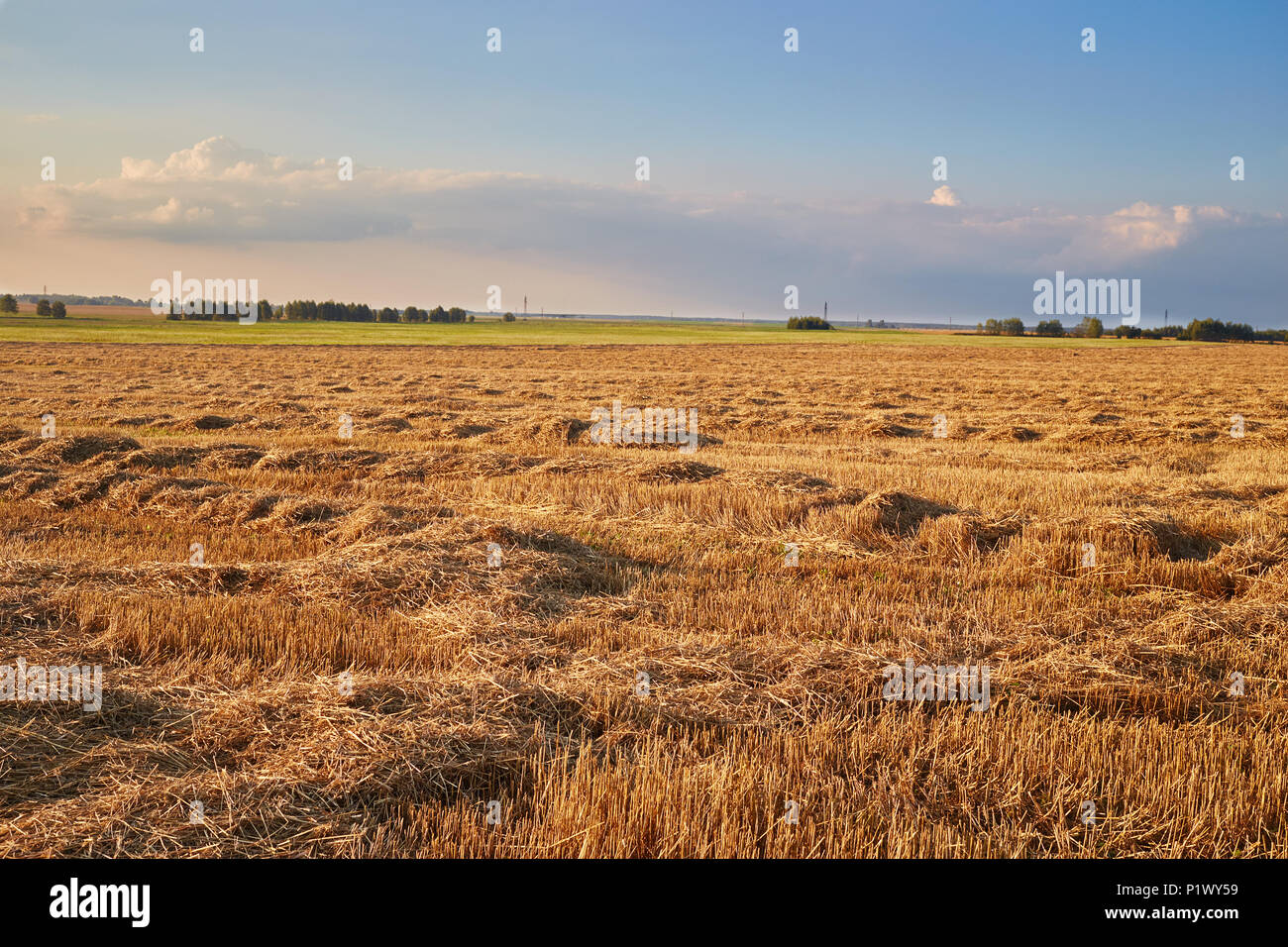 Long wheat hi-res stock photography and images - Alamy