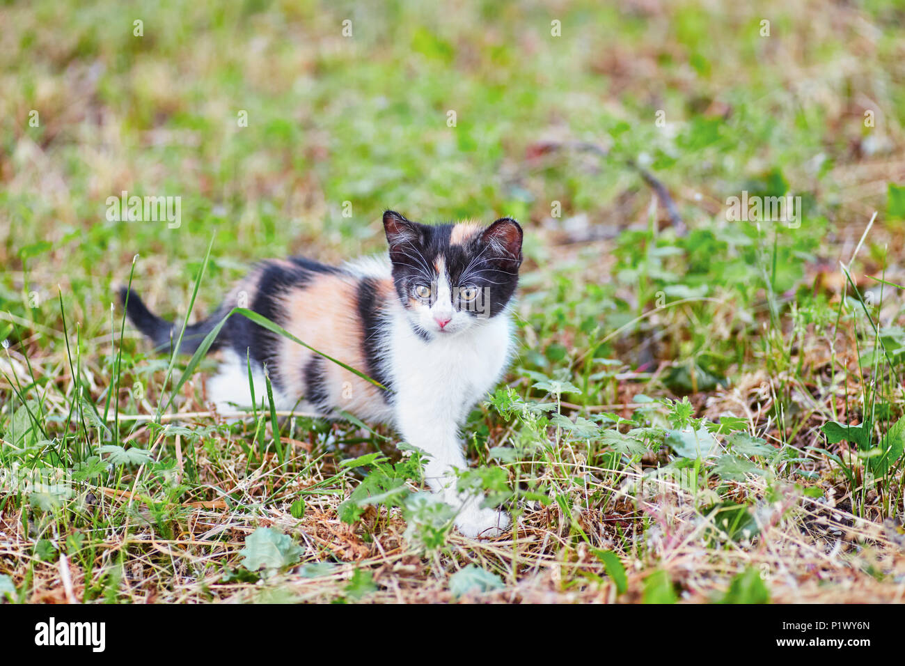Three-color little cute kitten walking alone in green meadow Stock ...