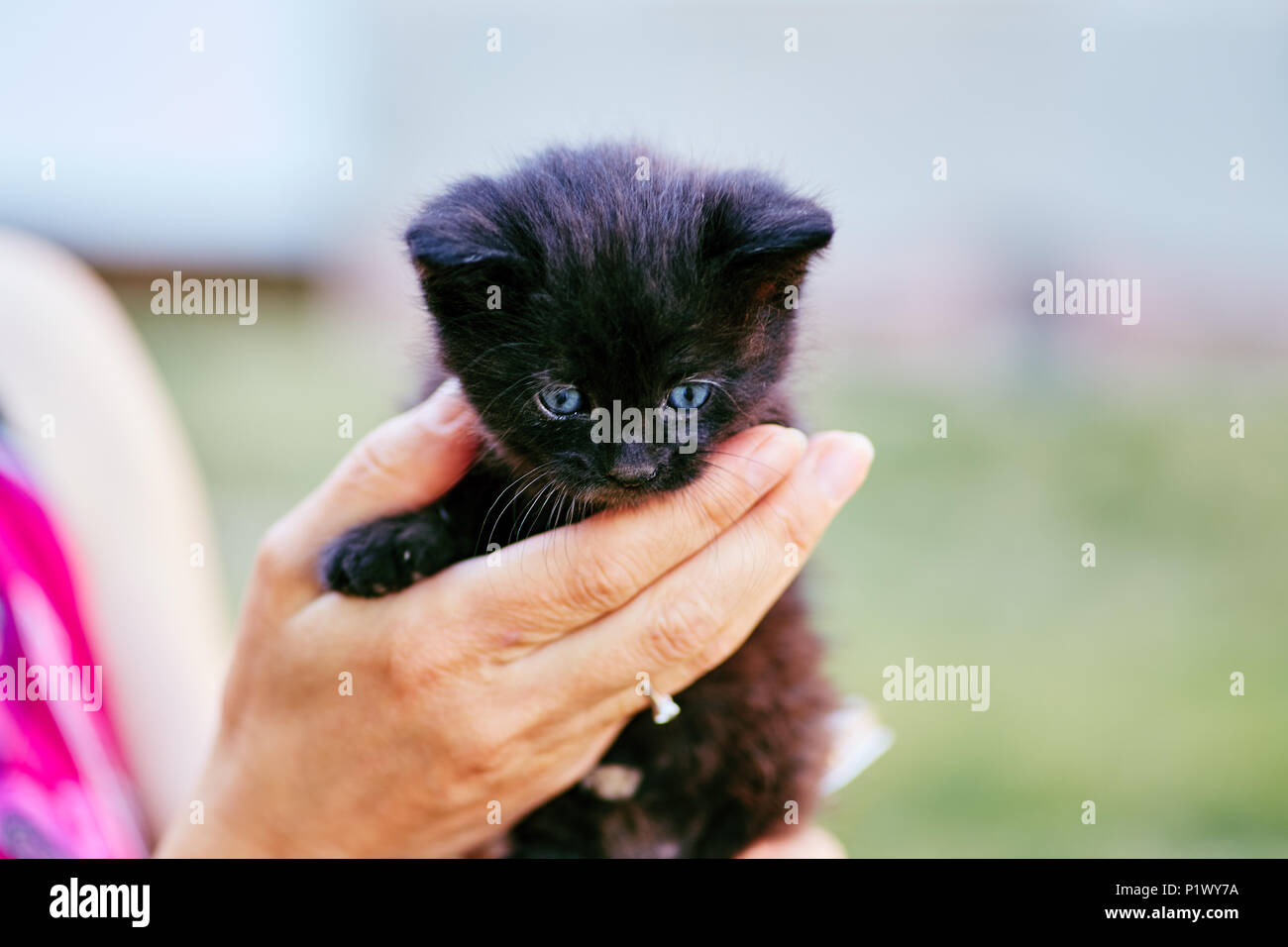 Black kitten and hand hi-res stock photography and images - Alamy