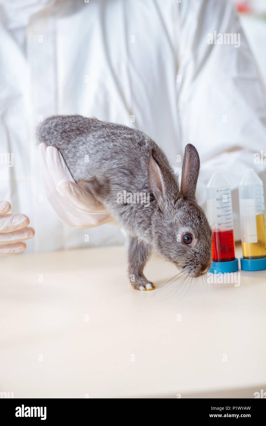 Scientist doing testing on animals rabbit Stock Photo - Alamy