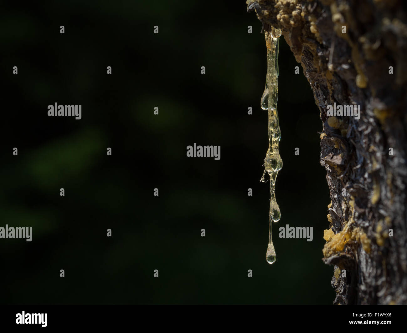 resin dripping from a spruce tree Stock Photo - Alamy