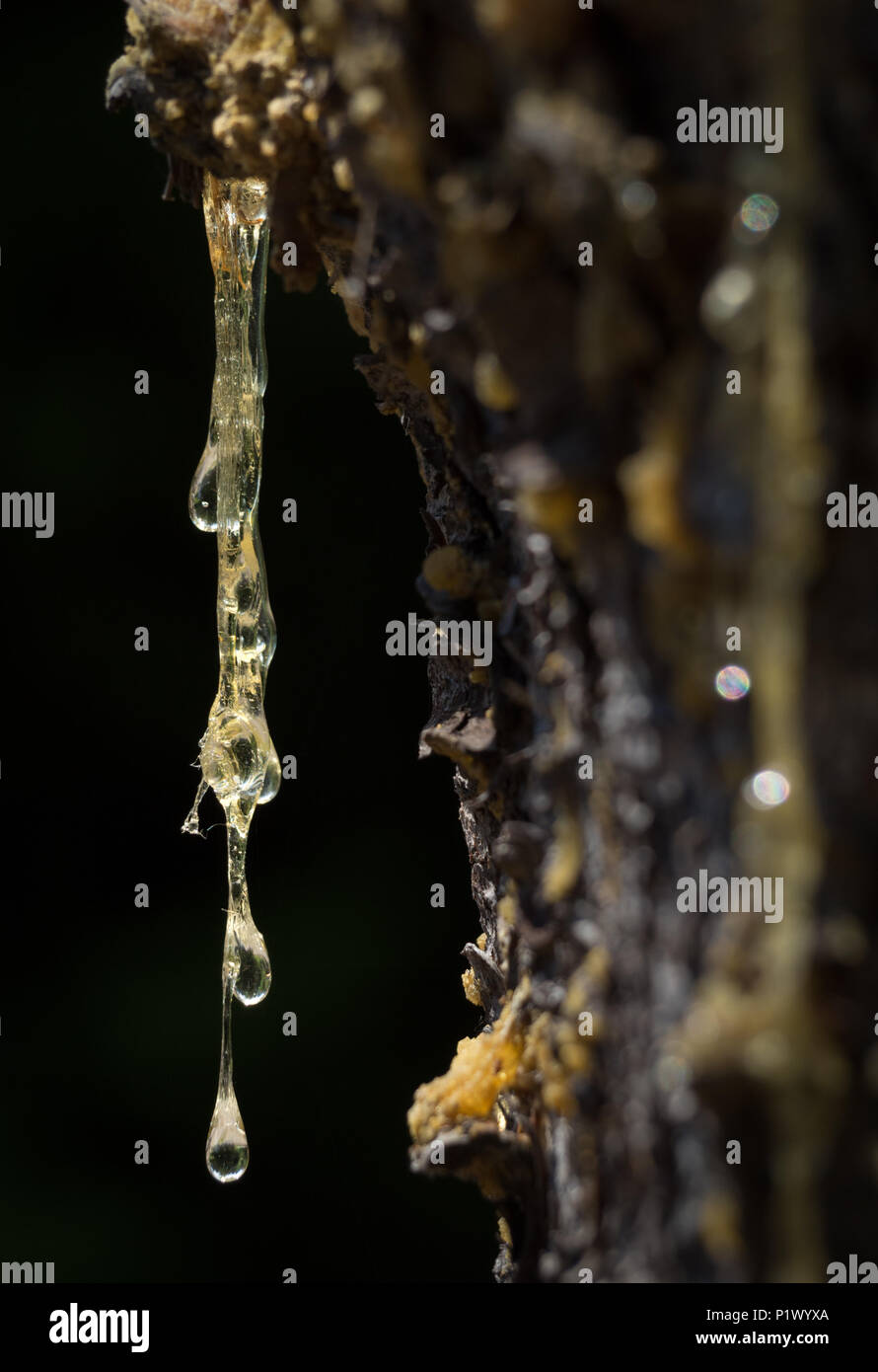 resin dripping from a spruce tree Stock Photo - Alamy