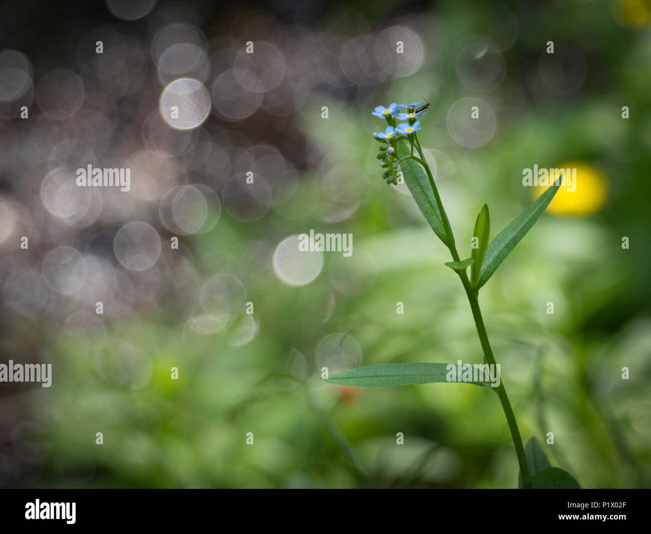 Myosotis sylvatica, wood forget-me-not, woodland forget-me-not ...