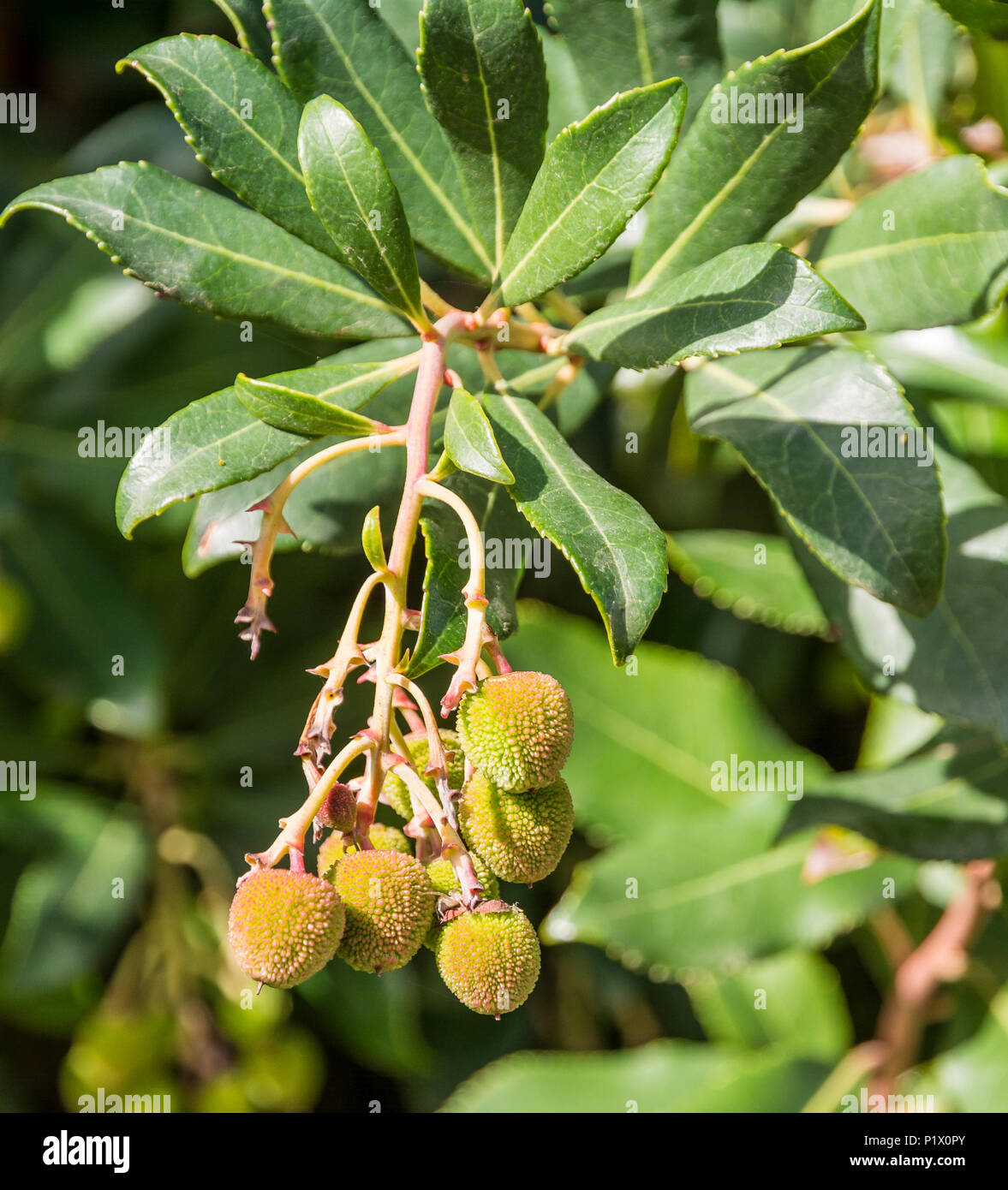 Ericaceae hi-res stock photography and images - Alamy