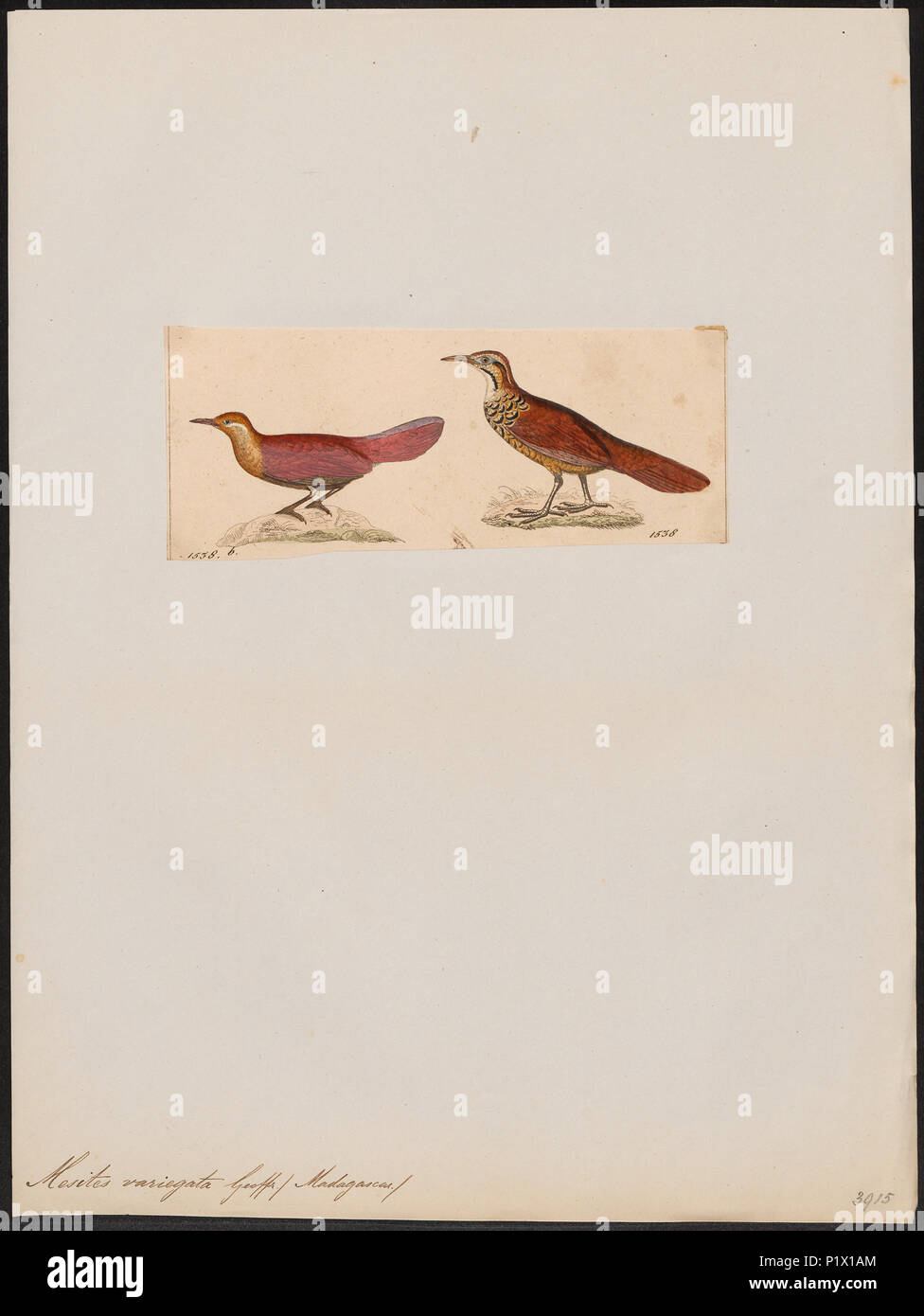 Mesites hi-res stock photography and images - Alamy