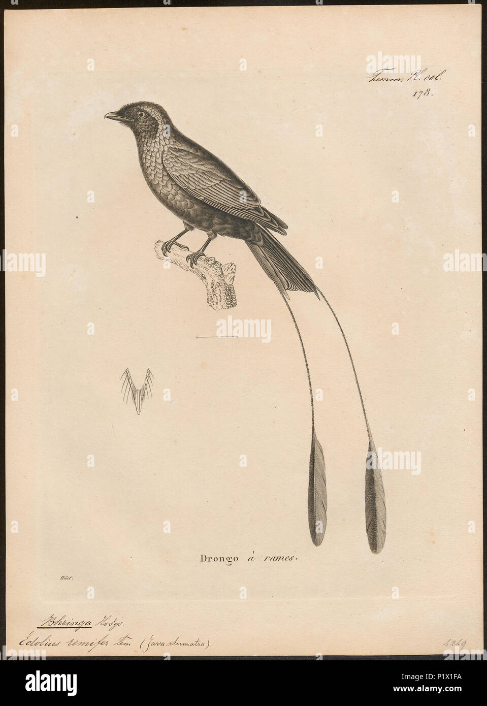 Bhringa remifer hi-res stock photography and images - Alamy