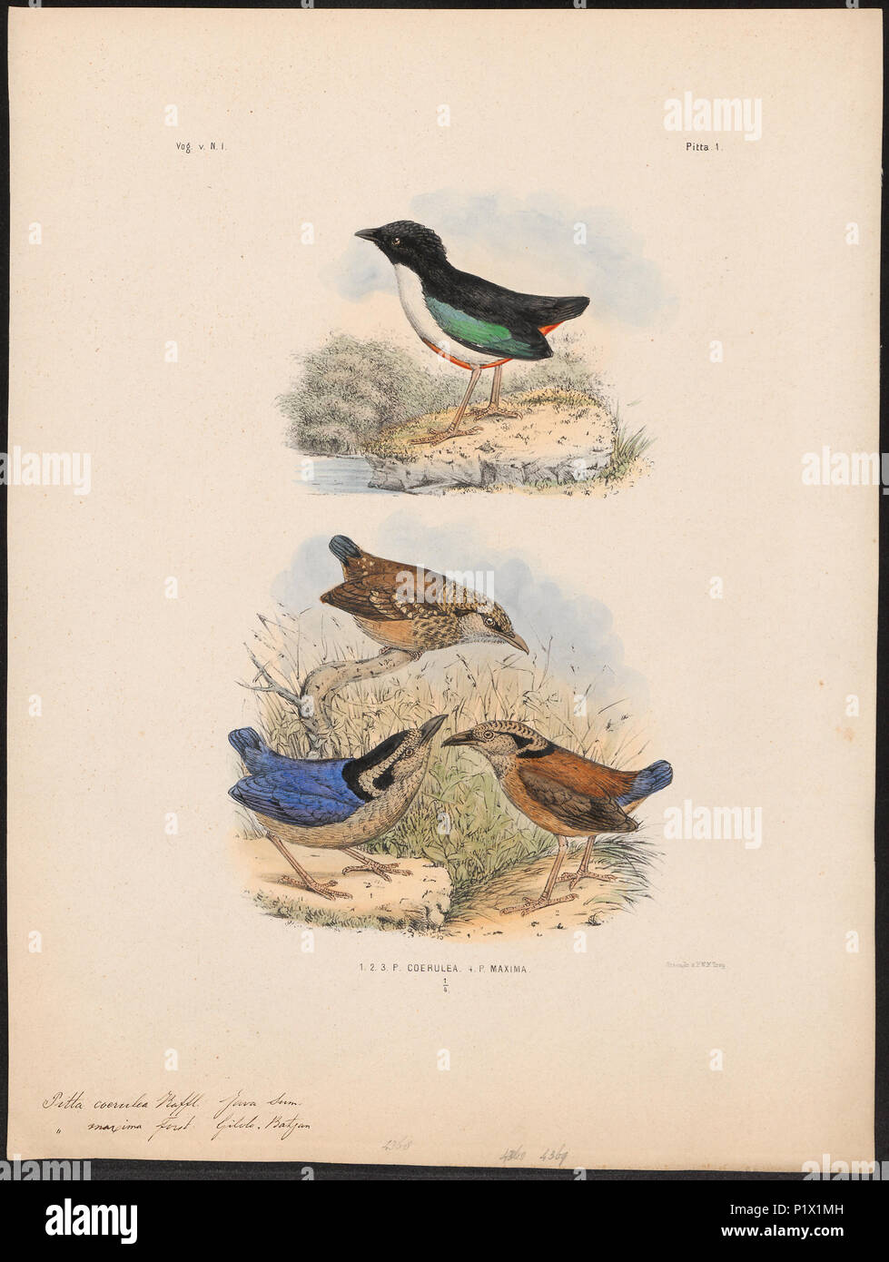 . Pitta caerulea . between 1863 and 1876 226 Pitta caerulea - 1863-1876 ...