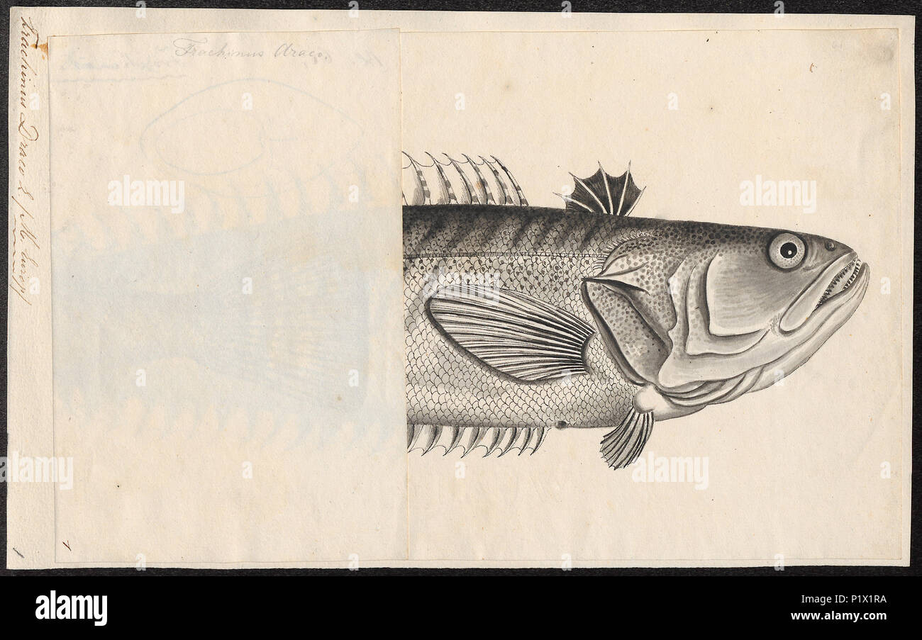 Trachinus draco hi-res stock photography and images - Alamy