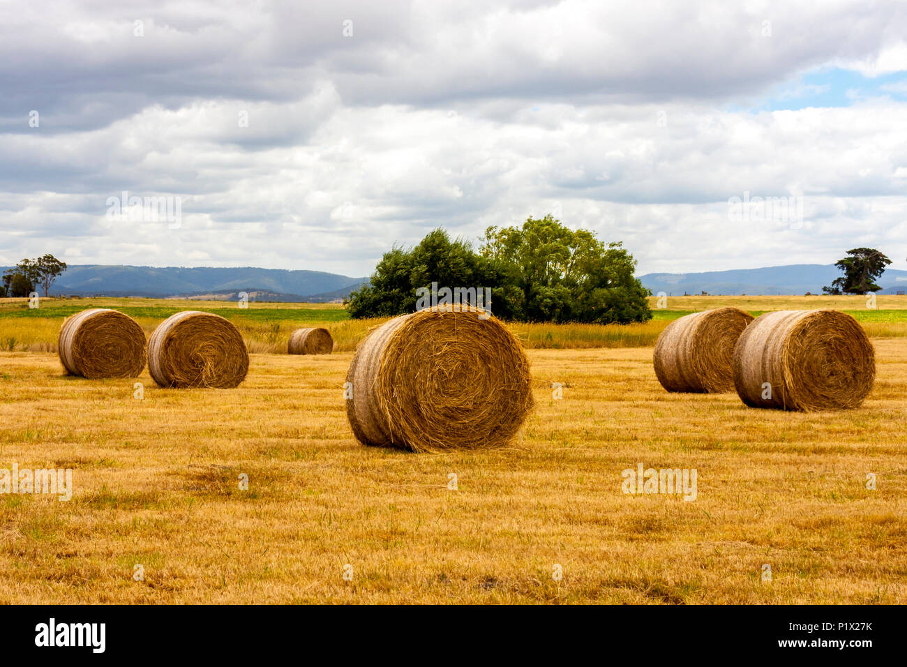 Harvesting wheat western australia hi-res stock photography and images ...