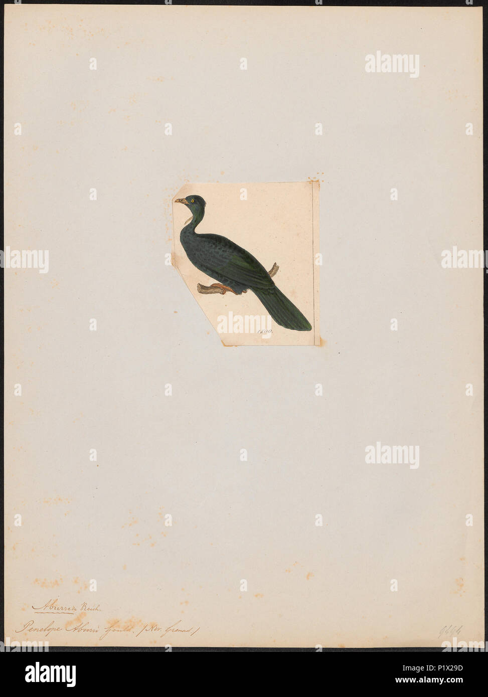 Penelope aburri hi-res stock photography and images - Alamy