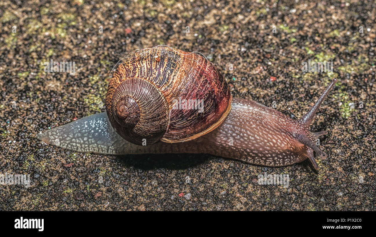 Color snail background Stock Photo - Alamy