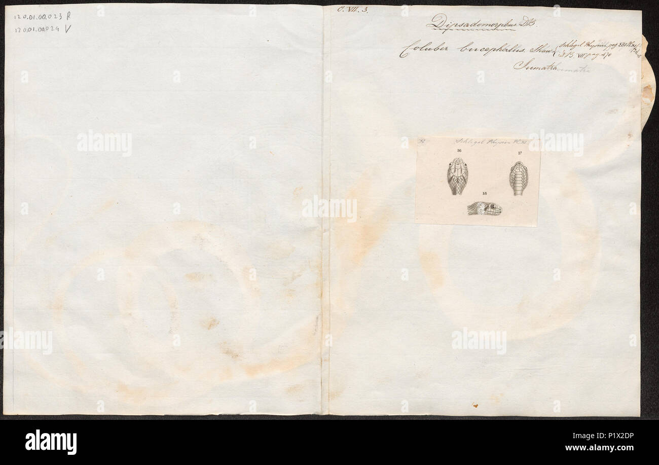 64 Coluber bucephalus - kop - 1837 - Print - Iconographia Zoologica ...