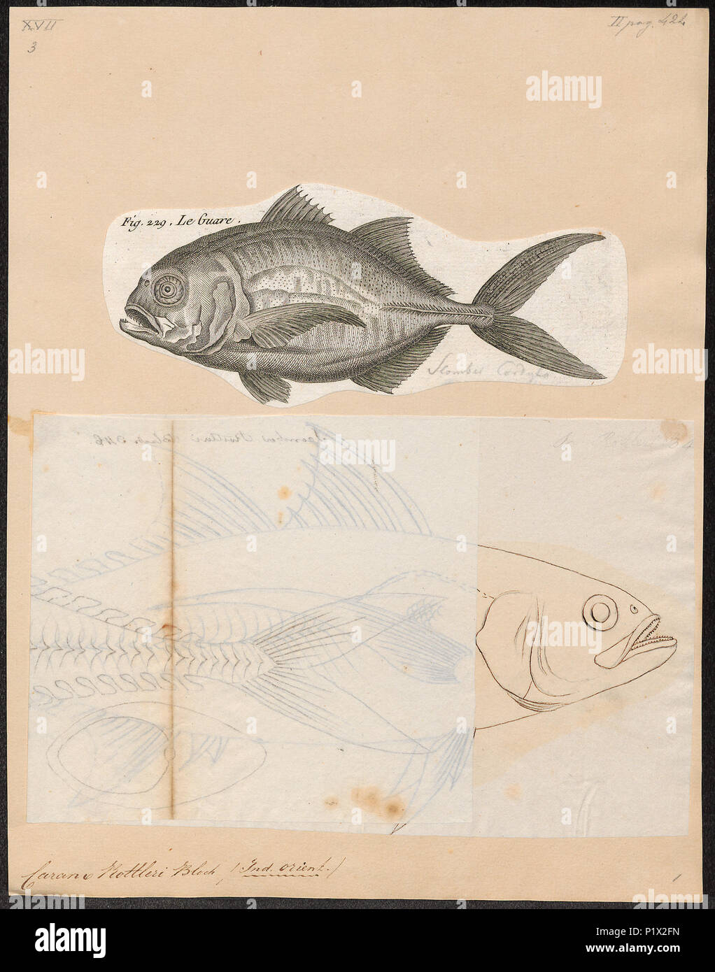 Caranx rottleri hi-res stock photography and images - Alamy