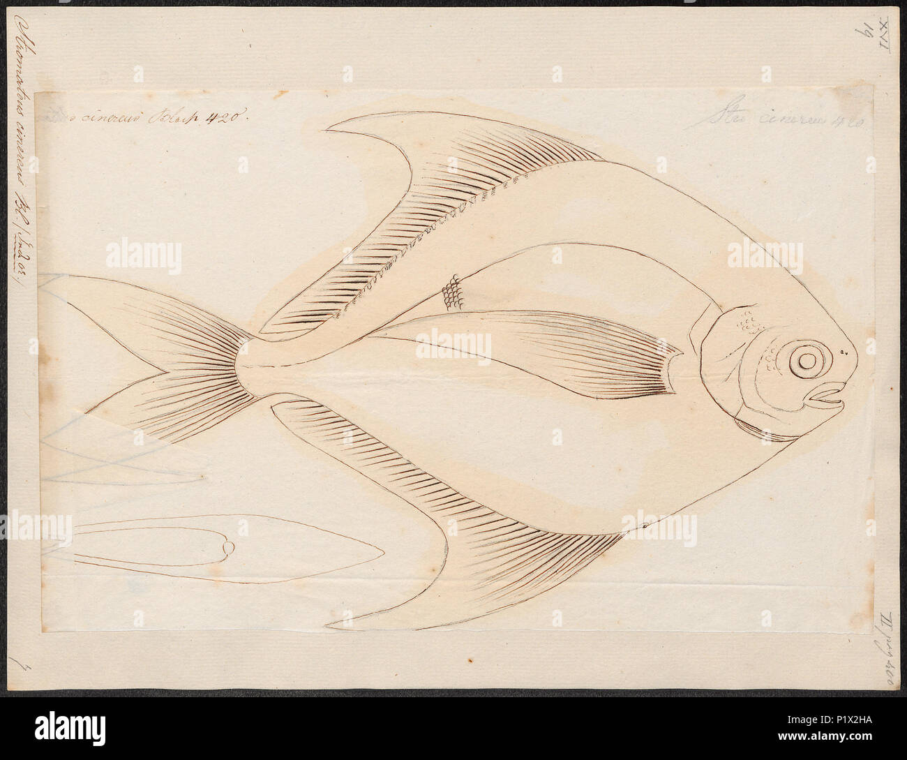 Pampus argenteus hi-res stock photography and images - Alamy