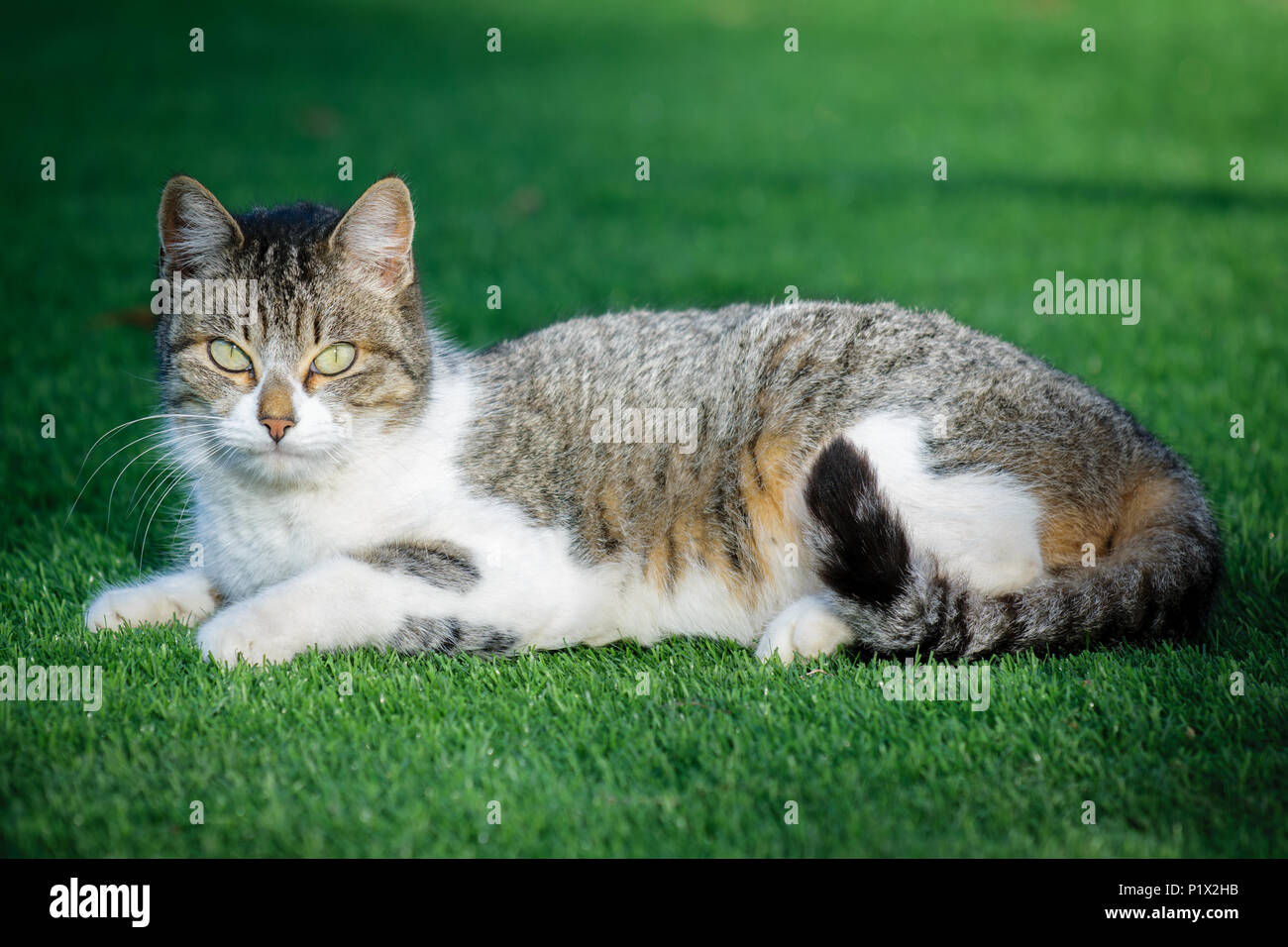 Adult pretty gray cat hi-res stock photography and images - Alamy