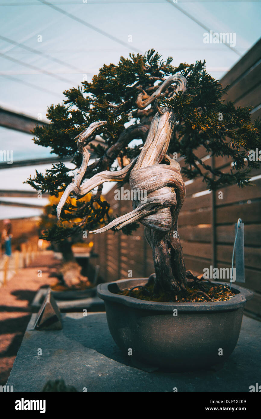 Twisted tree japan hi-res stock photography and images - Alamy