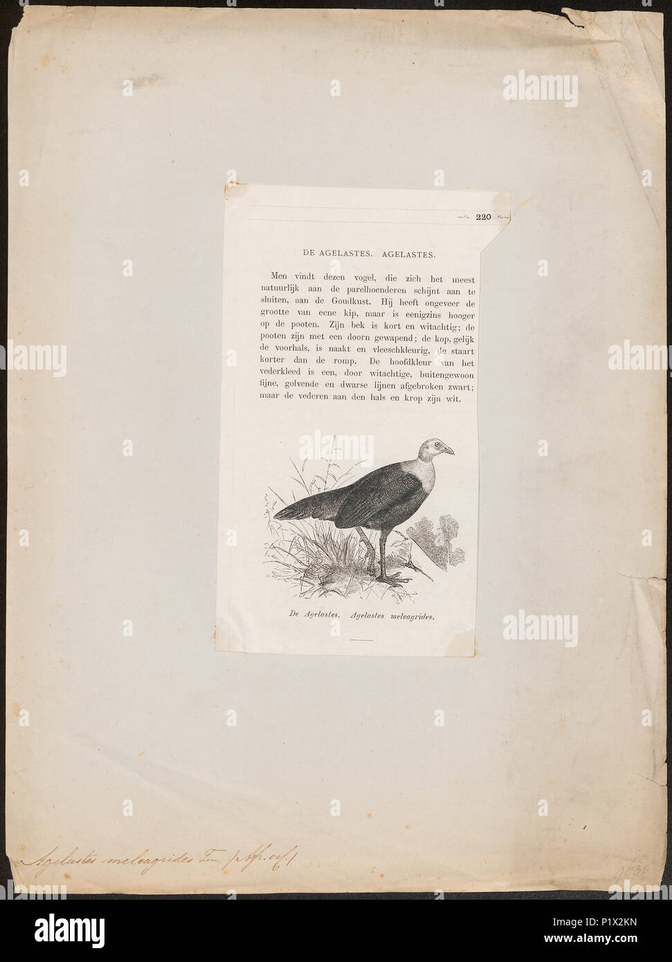 Agelastes meleagrides hi-res stock photography and images - Alamy