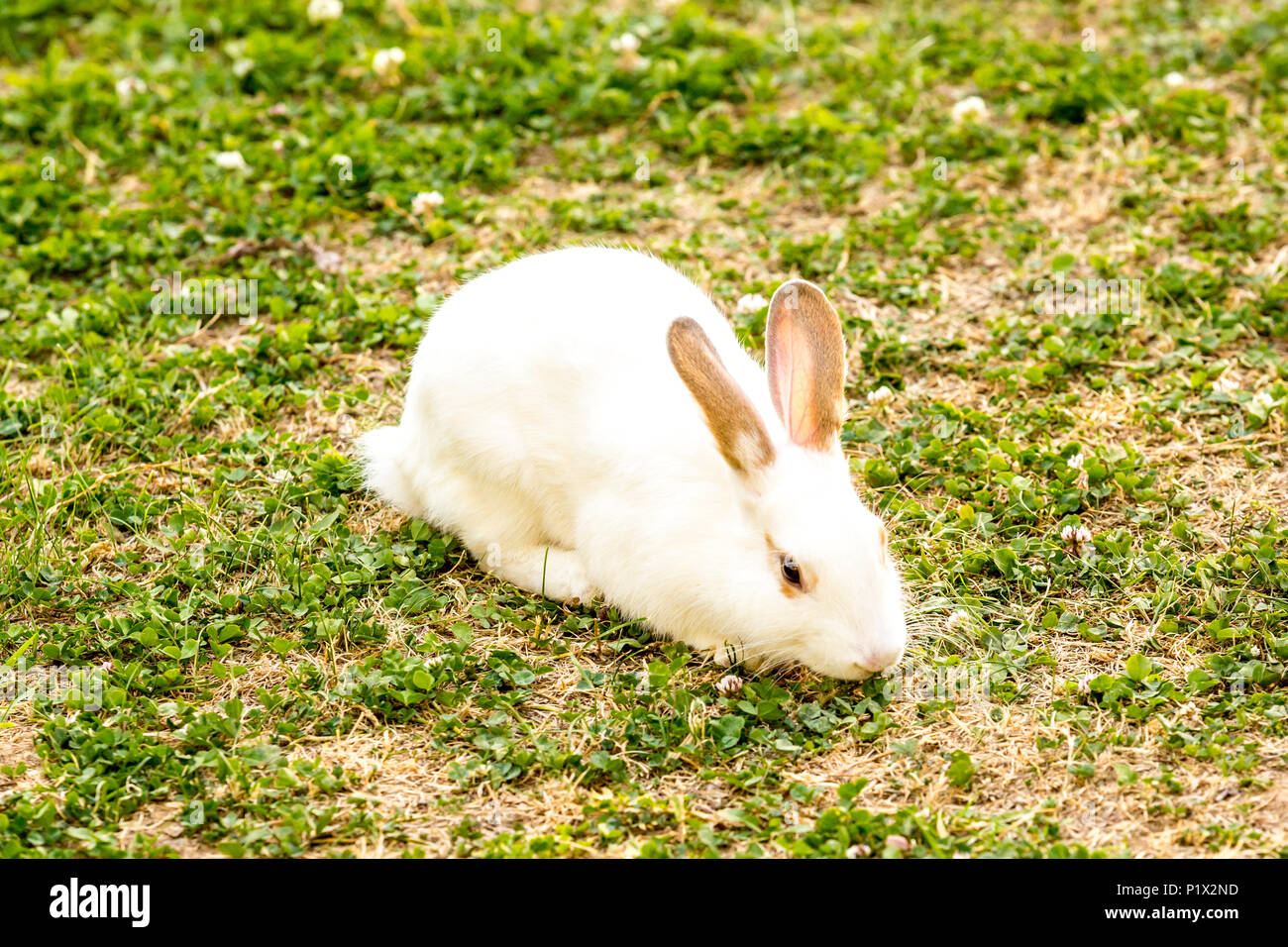 Cute little white rabbit (Oryctolagus cuniculus) sitting on the green ...