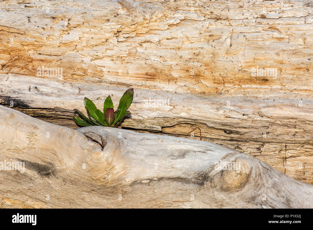 Tiny plant growing out of a piece of driftwood on the shore of Lake ...