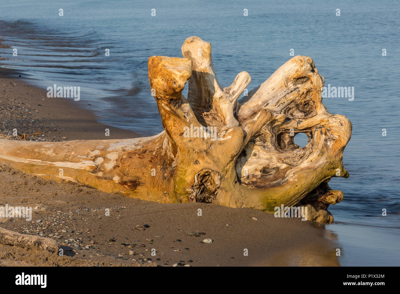 Driftwood on the shore of Lake Huron - Pinery Provincial Park, Grand ...
