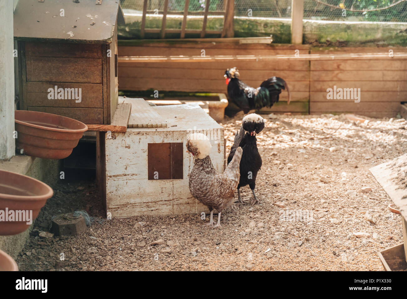 Polish chickens in the farm Stock Photo - Alamy