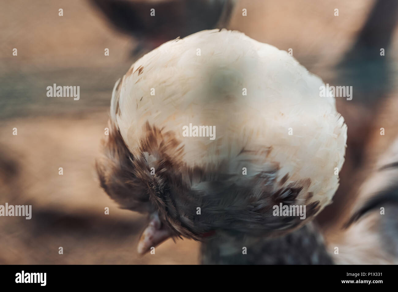 Polish chickens in the farm Stock Photo - Alamy